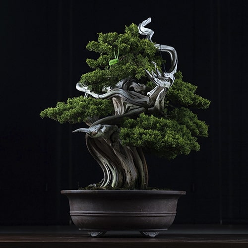 Clasificación de los bonsáis 🥇 | Decora Tu Jardín